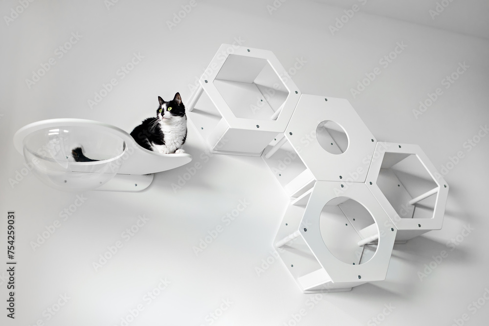 A black and white cat sits on the cat's white furniture on the wall ...