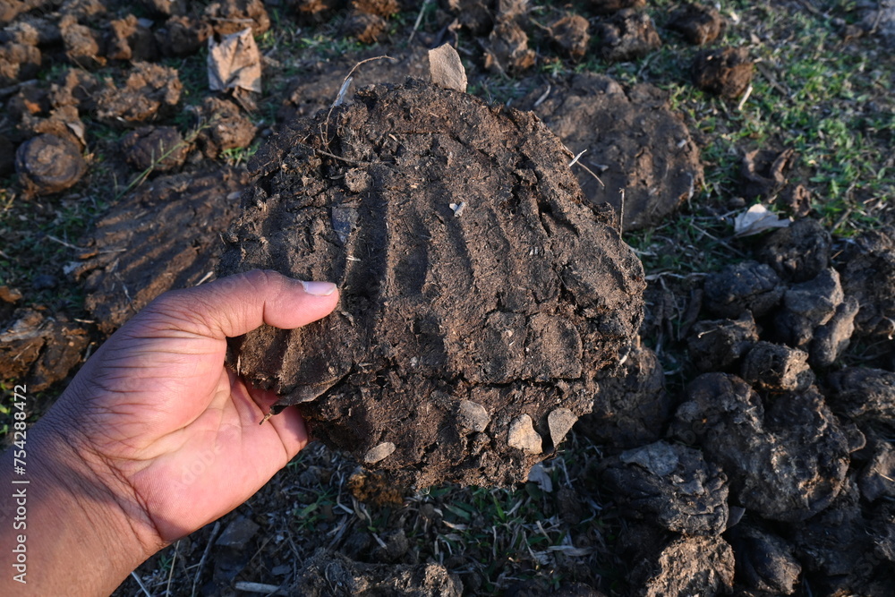 Cow Dung Cakes or gobar upla. Its used as fuel for making food in ...