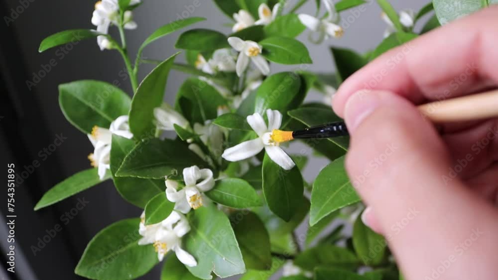 Hand pollination indoor citrus for fruit production using paintbrush ...