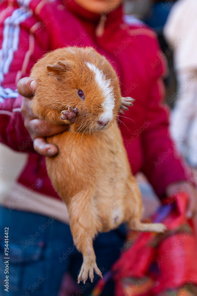 Peruvian Cuy Chactado is a traditional dish that features guinea pig, a ...
