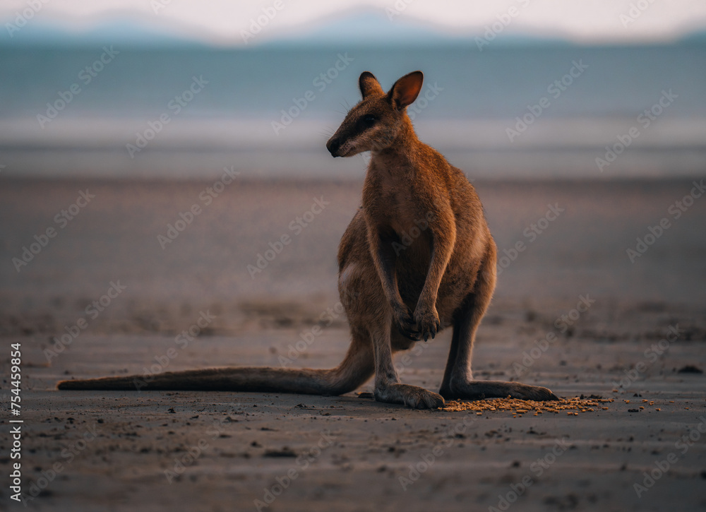 Kangaroo Wallaby at the beach during sunrise in cape hillsborough ...