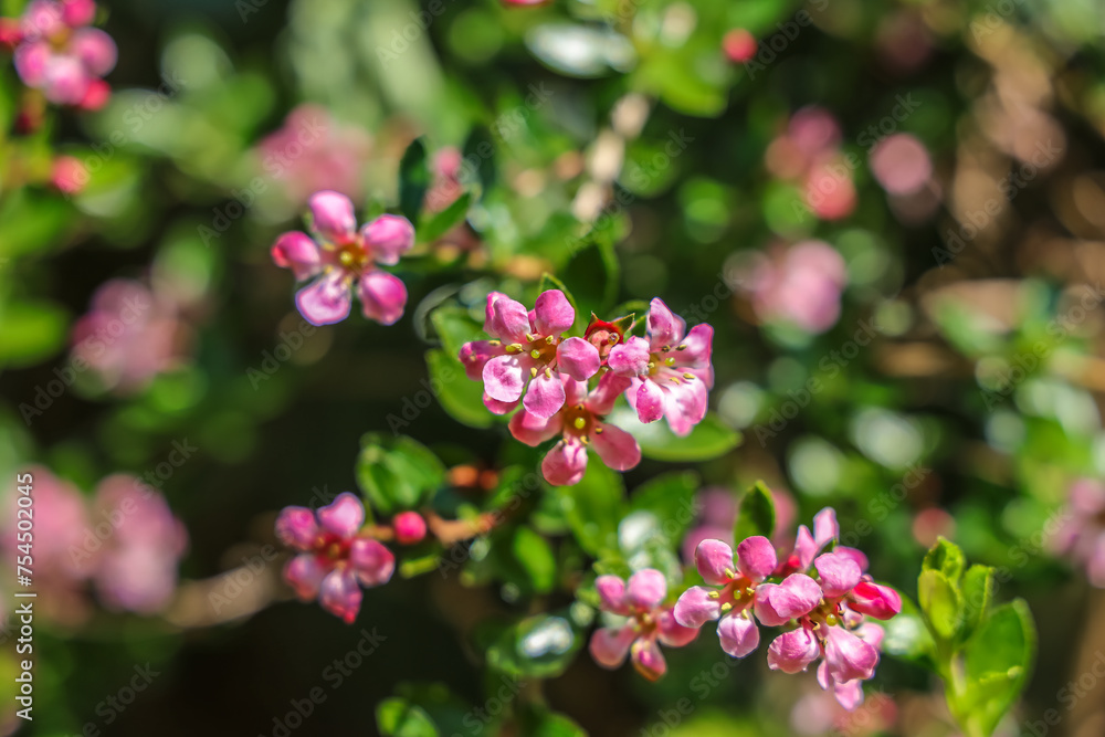 Escallonia is an evergreen, flowering shrub, commonly used as a hedging ...