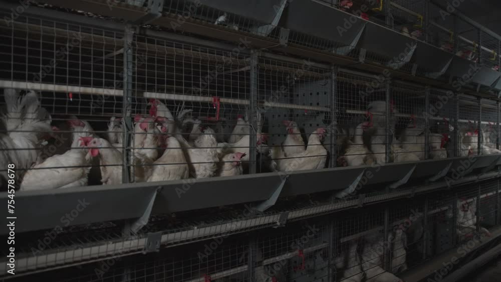 Farming poultry birds inside the metal cages with bars. Farming chicken ...