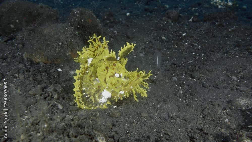 The scorpion fish sits on the bottom of the sea, swaying from side to ...