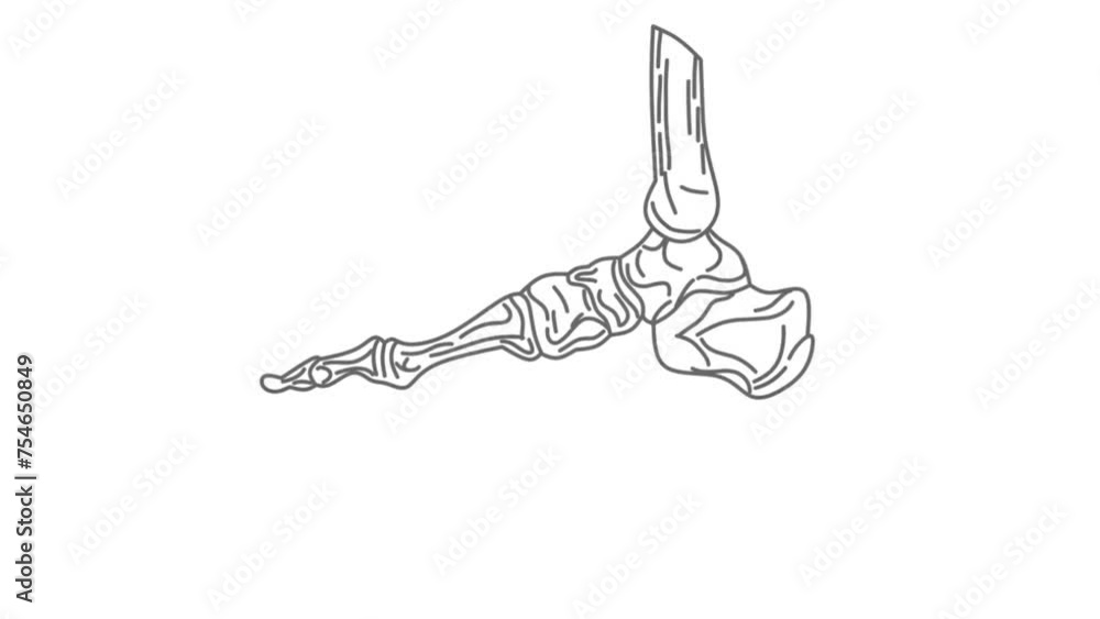 Animated skeleton legs. Animated foot arch. Foot skeleton anatomy Stock ...