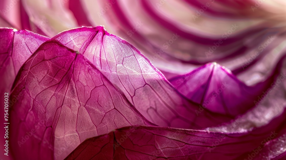 Backlit of red onion skin showing lines and natural patterns Stock ...