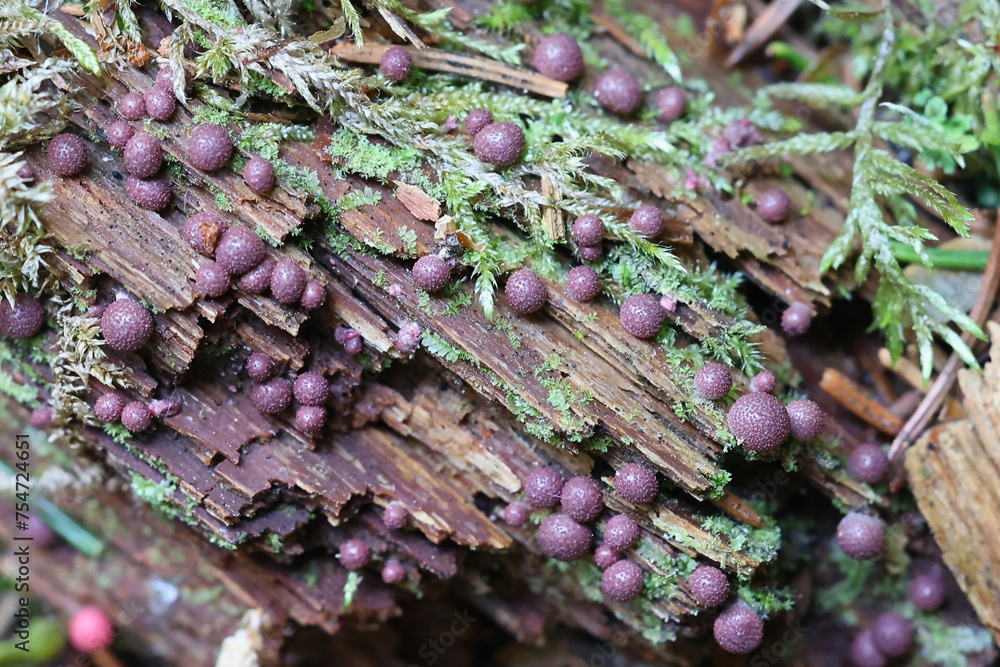 Lycogala roseosporum, also called Lycogala epidendrum, commonly known ...