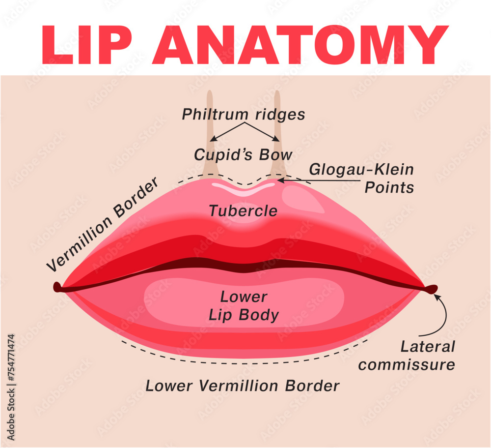 Anatomy of lips with detailed labeled parts description. Lips ...