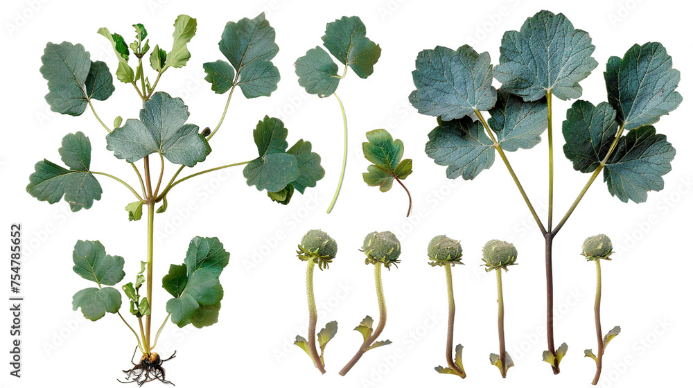 Blue Cohosh Botanical Illustration in 3D Digital Art - Natural Herbal ...