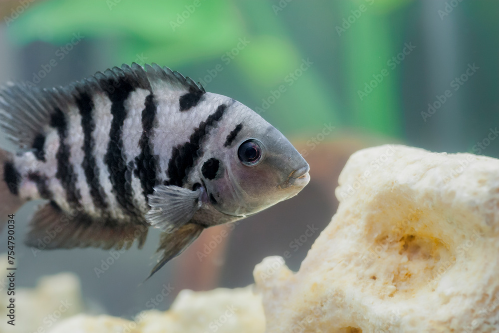 Foto de Convict Cichlid fish swimming in aquarium. Big beautiful ...