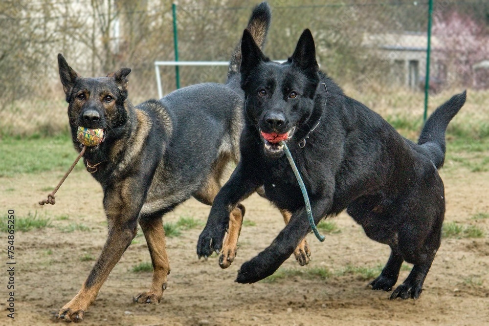 Two German Shepherds running in a park with balls in their mouths Stock Photo | Adobe Stock
