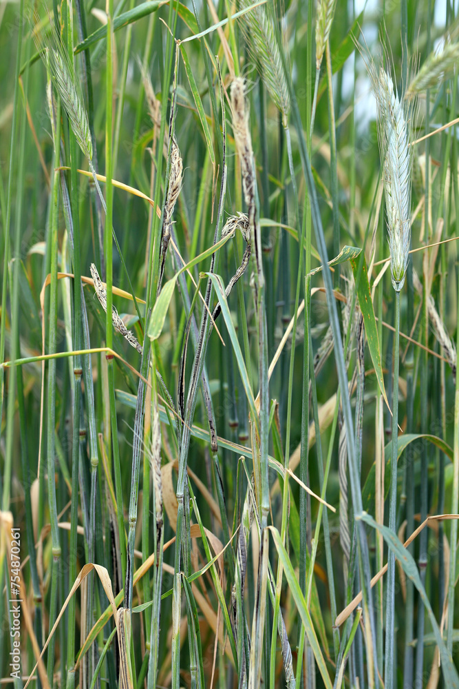 Flag, stalk or stripe smut of rye it is disease caused by the fungus ...