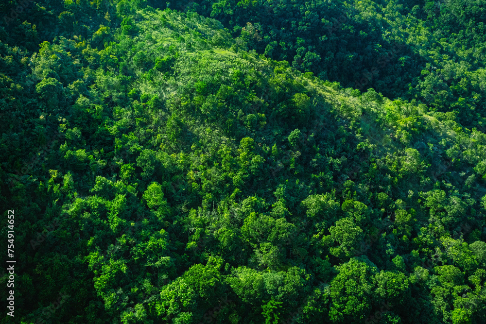 Tropical green forest and nature. Forest area viewed from above. Nature ...