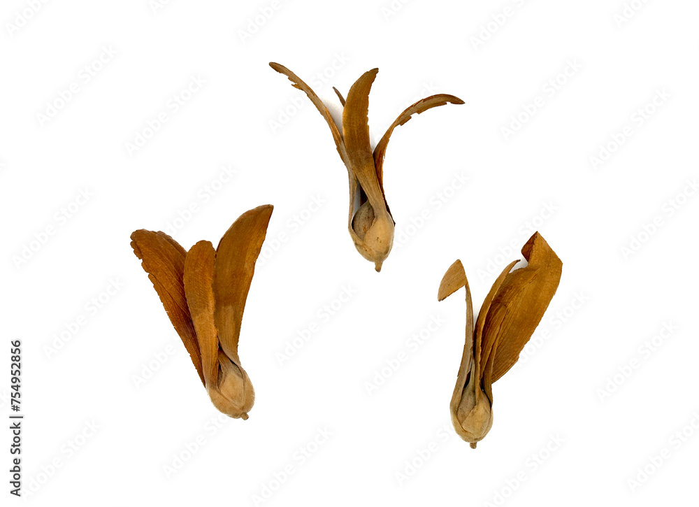 Shorea robusta, the sal tree, sāla, shala, sakhua, or sarai, is a ...