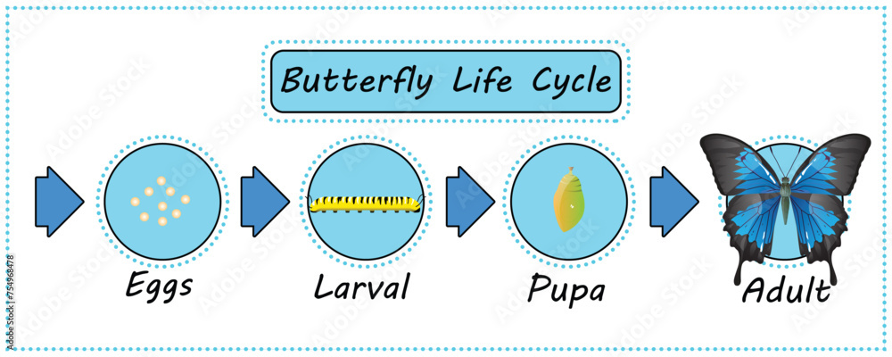 Butterfly life cycle vector for Education,Agricultural,Science,Graphic ...