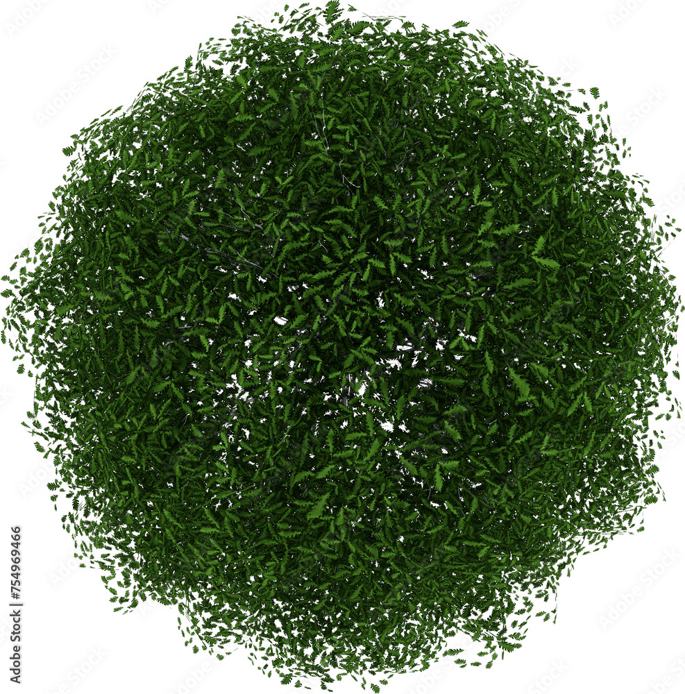 Isolated Realistic 3D Plant Tree Top View Plan Render on transparent ...