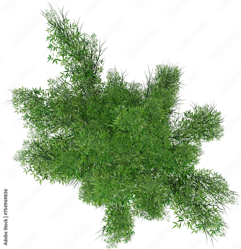 Isolated Realistic 3D Plant Tree Top View Plan Render on transparent ...