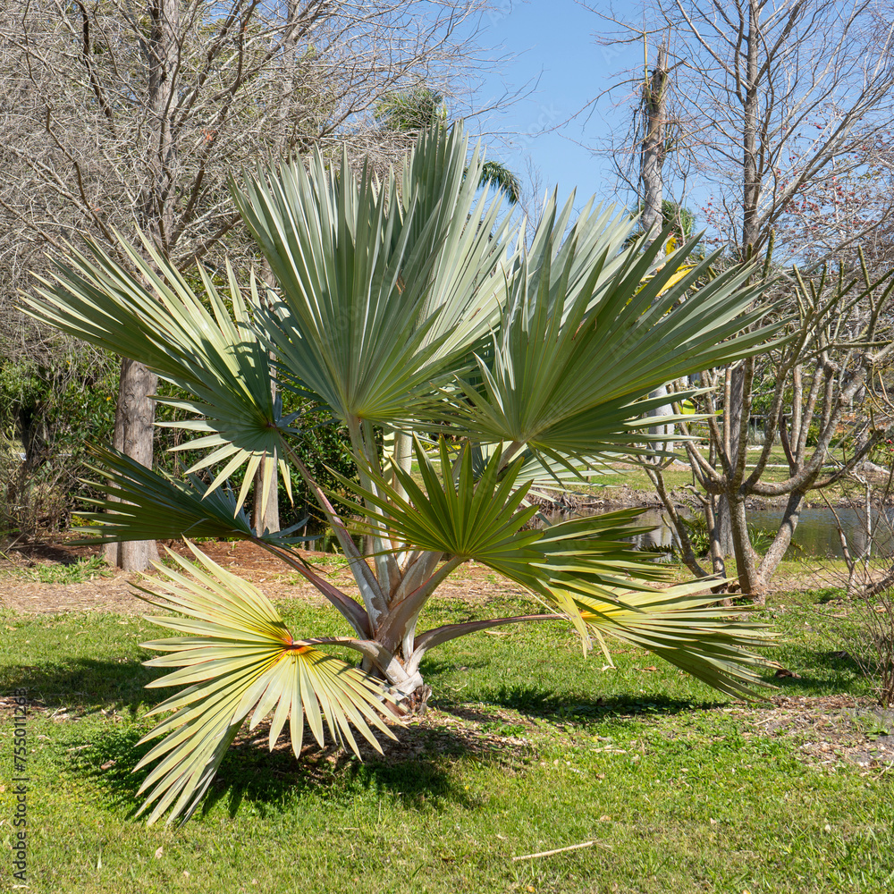 The Bismarck Palm, native to Madagascar, is an evergreen palm with a ...
