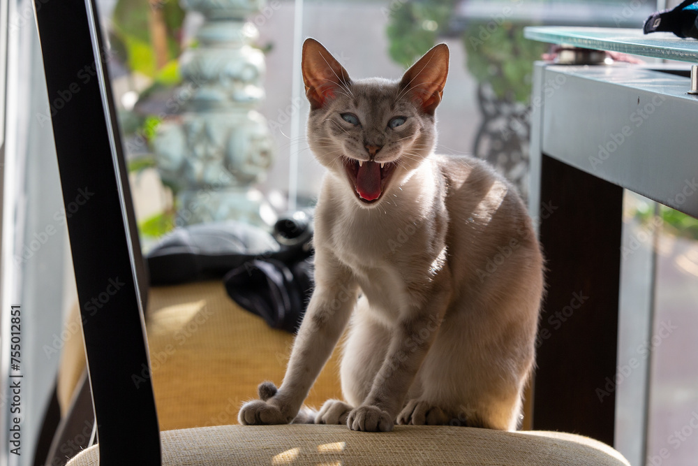 Siamese cats are known for their striking appearance, with a sleek ...