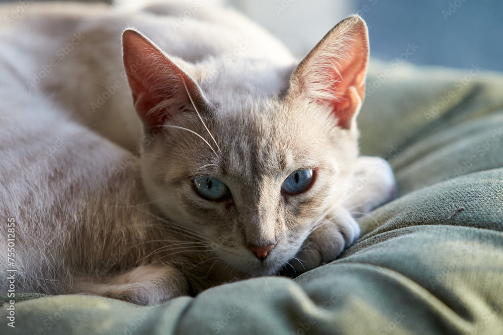 Siamese cats are known for their striking appearance, with a sleek ...