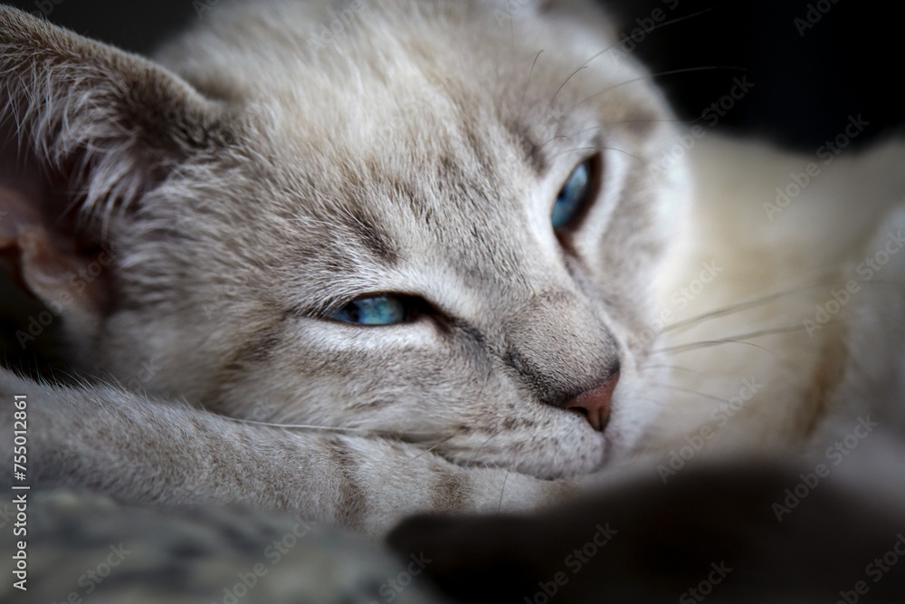 Siamese cats are known for their striking appearance, with a sleek ...