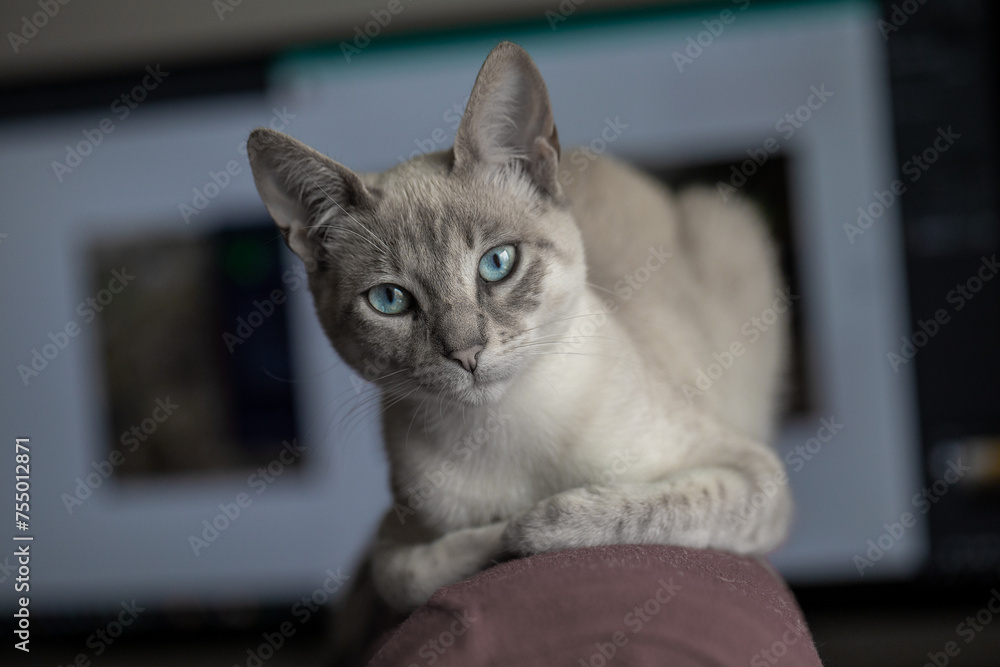 Siamese cats are known for their striking appearance, with a sleek ...