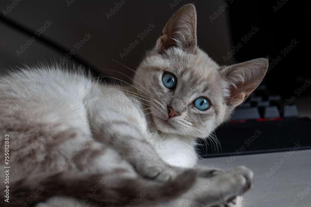 Siamese cats are known for their striking appearance, with a sleek ...
