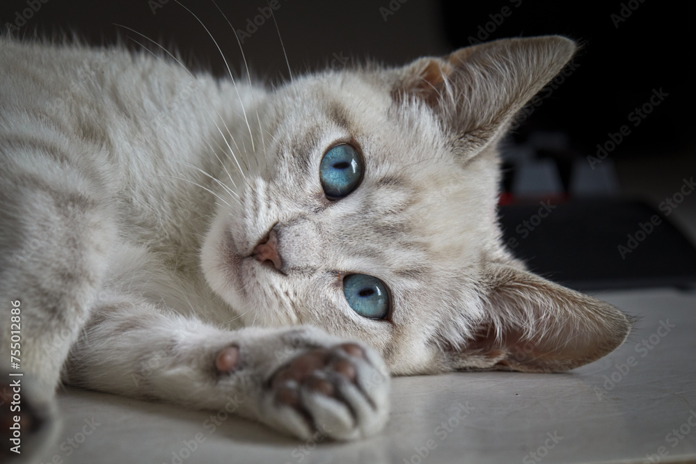 Siamese cats are known for their striking appearance, with a sleek ...