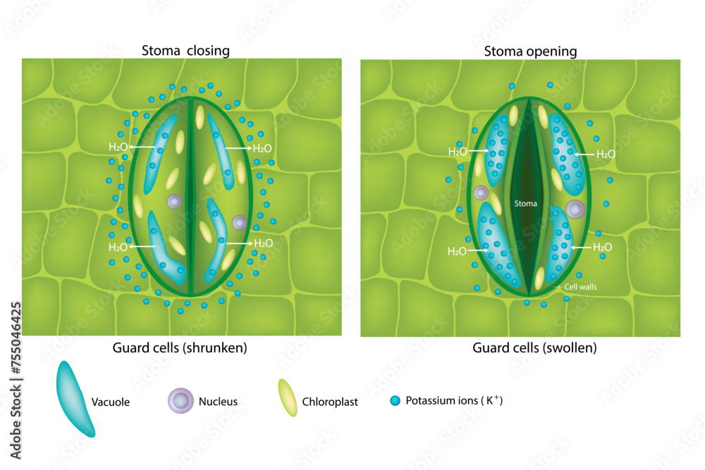 Guard cells swollen and Guard cells shrunken. Stoma closing and Stoma ...