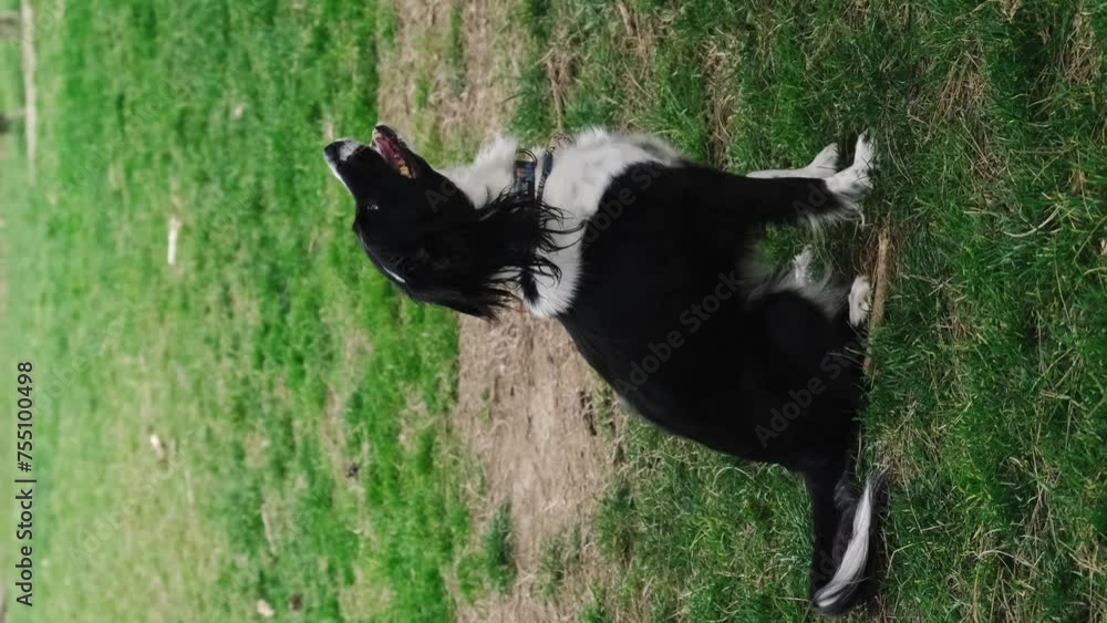 A charming black and white border collie sits on the green grass and ...