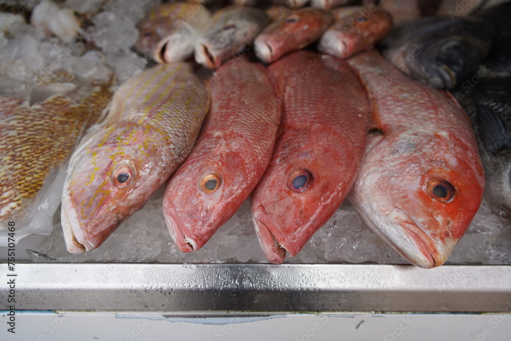Lutjanus purpureus, the southern red snapper or Caribbean red snapper ...
