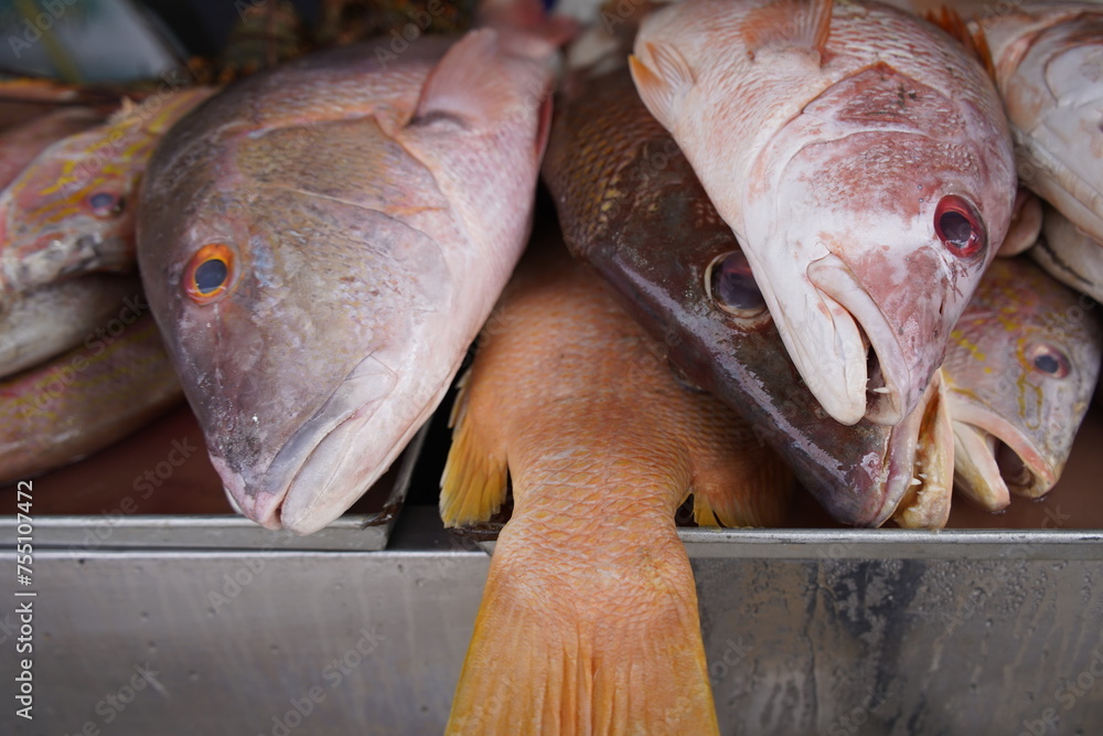 Lutjanus purpureus, the southern red snapper or Caribbean red snapper ...