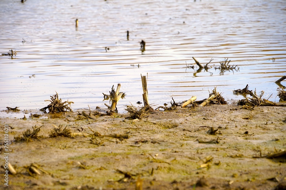 Water flooded farmland due to continuous rain, flooding, agriculture ...