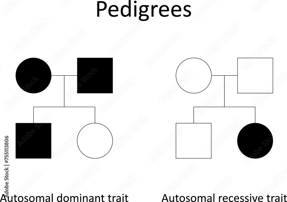 Pedigrees. Autosomal dominant trait and abtosomal recessive traite ...