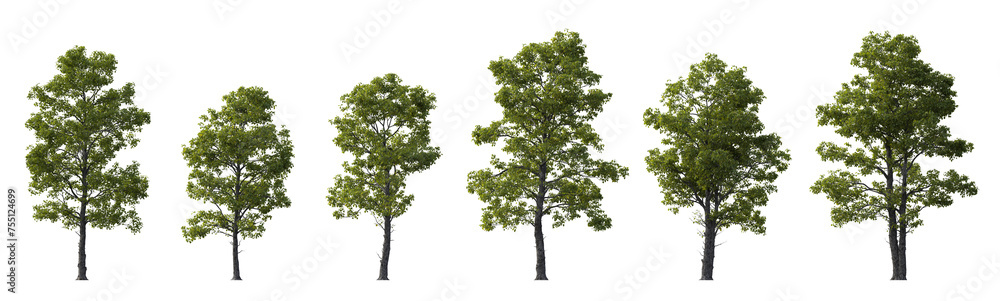 Cotinus obovatus frontal set trees isolated png on a transparent ...