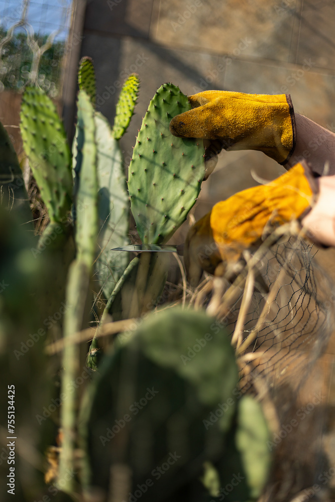 Cosecha de nopal. Manos cortando o cosechando nopales con guantes de ...
