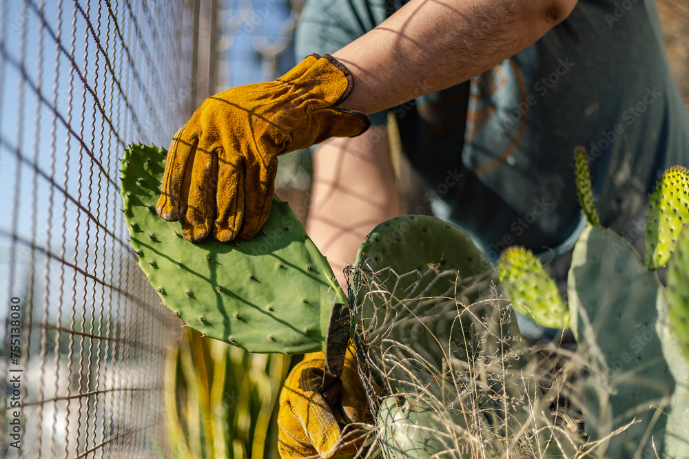 Cosecha de nopal. Manos cortando o cosechando nopales con guantes de ...