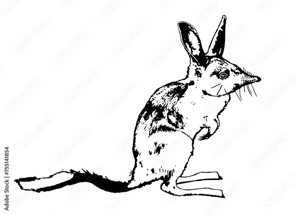 An Australian Bilby illustration in black and white. Macrotis lagotis ...