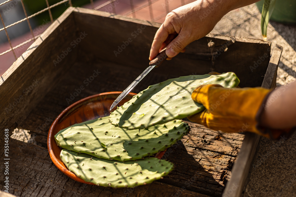 Foto de Cosecha de nopales. Nopales frescos recien cortados, sobre ...