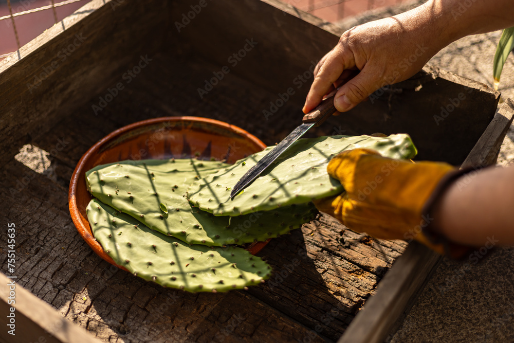 Cosecha de nopales. Nopales frescos recien cortados, sobre plato de ...