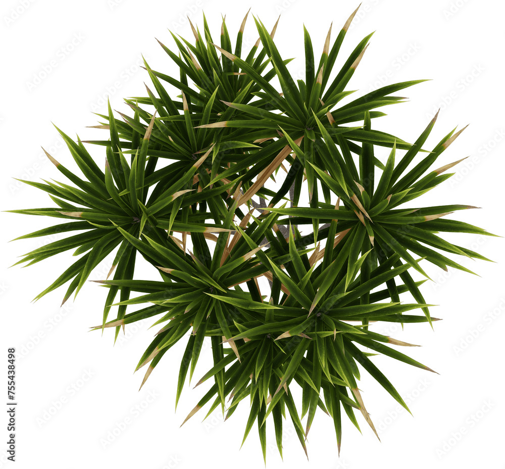 isolated 3D realistic architectural Tequila tree top plan render ...