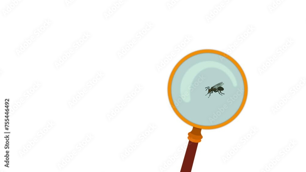 Vidéo Stock Caste systems in ant societies, Type of ants. Social ...