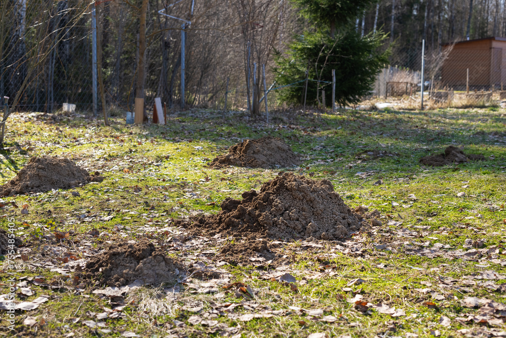 Mole holes in the garden on the courtyard of a country house. Mole rats ...