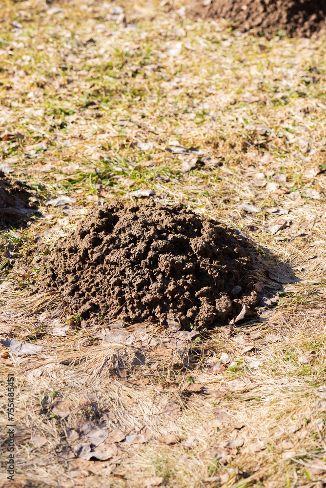 Wormhole in the garden on the courtyard of a country house in early ...