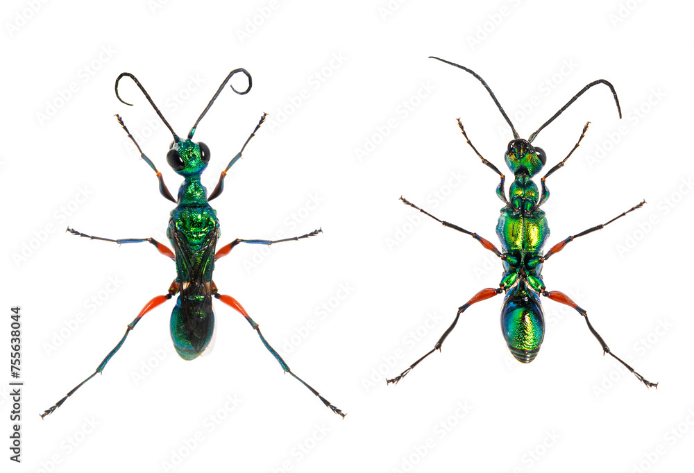 Back view and ventral view of a Emerald cockroach wasp, Ampulex ...