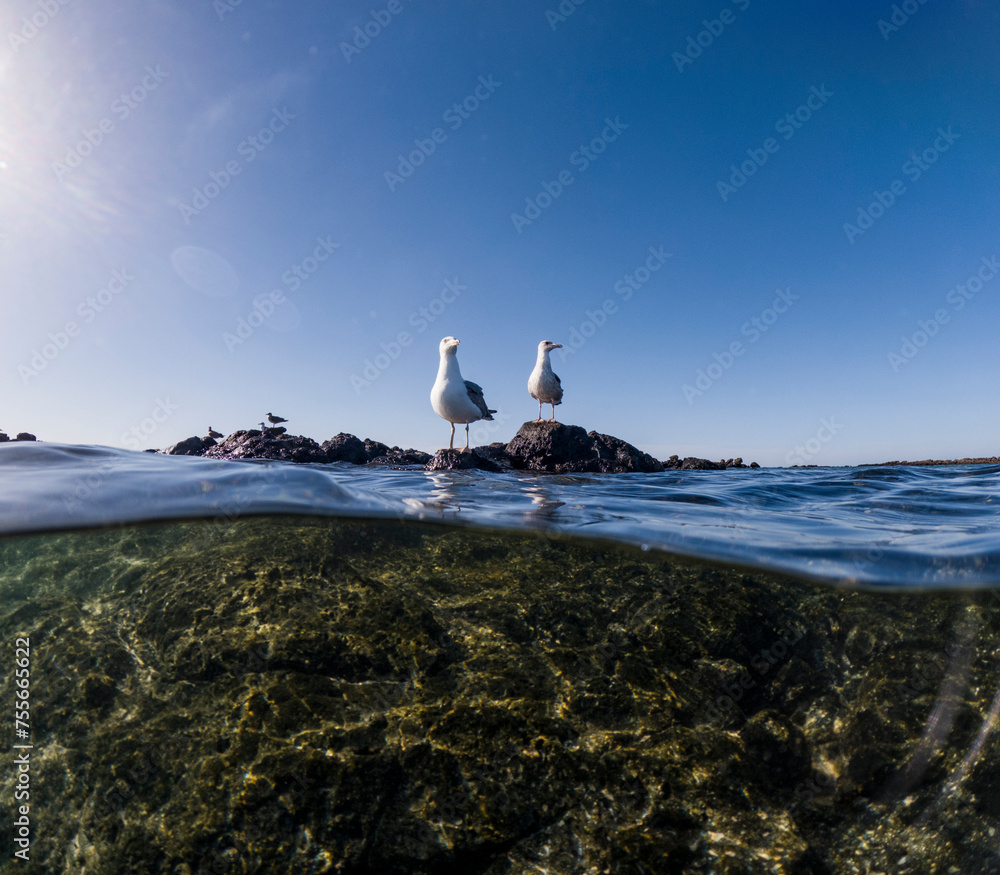 Above and below water shot of two seagulls standing on coastal rocks ...