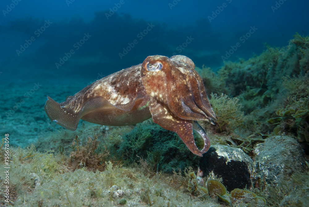 A brown cuttlefish expertly navigates the underwater seascape, its body ...