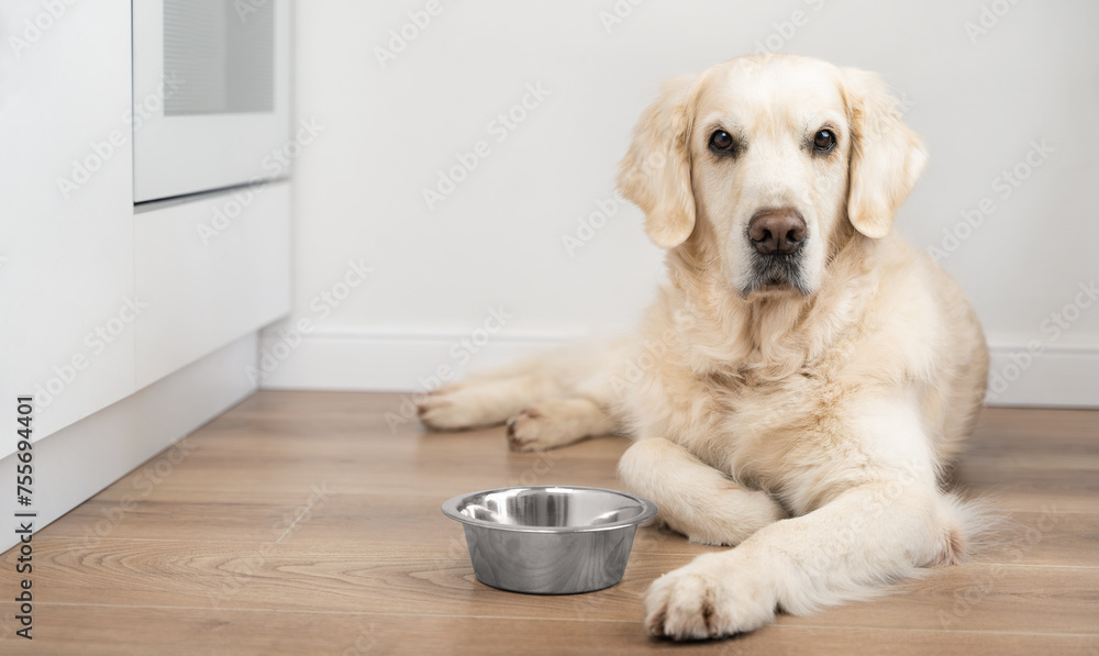 A hungry golden retriever lies next to a metal bowl and looks intently ...