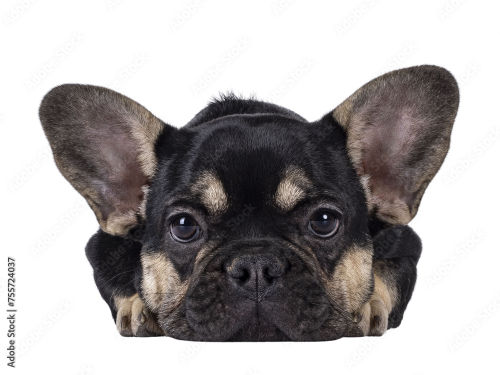 Cute black with brown french Bulldog dog puppy, laying head down facing ...
