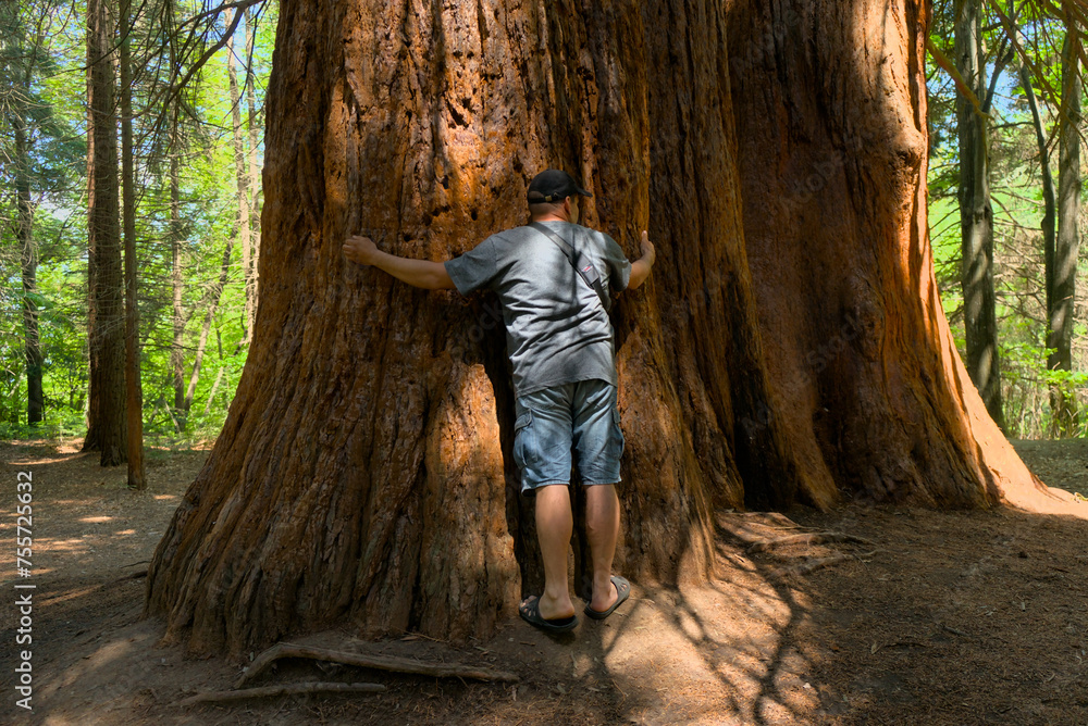 A person standing beside the trunk of a century-old sequoia, providing ...